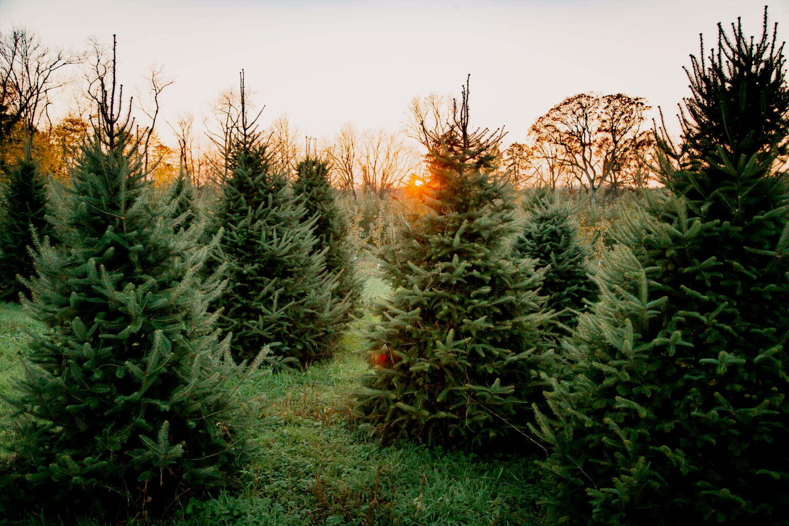 Linvilla Orchards: Each Season Brings More to See and Do - Newtown ...